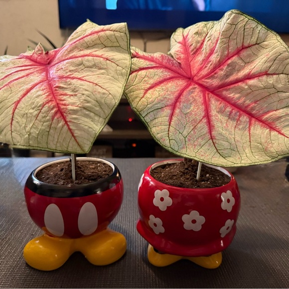 Other | Mickey Mouse Planter Set With Colorful Leaves | Poshmark